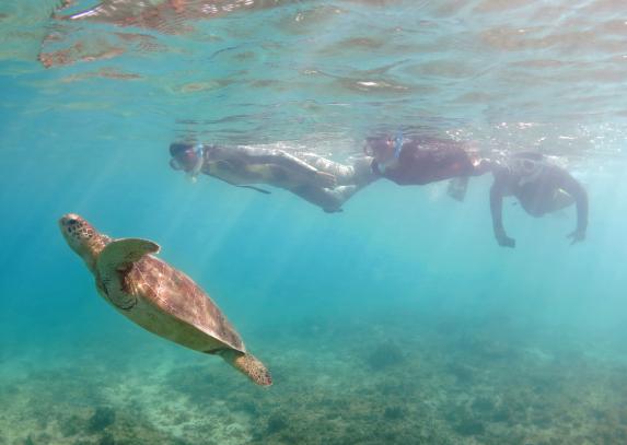 Naze Port | Cruise | DISCOVER KAGOSHIMA｜Official Travel Guide