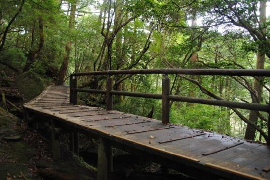 Yakushima Island | Travel Tips | DISCOVER KAGOSHIMA｜Official Travel Guide