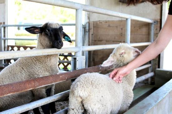 Kirishima | Destinations | DISCOVER KAGOSHIMA｜Official Travel Guide