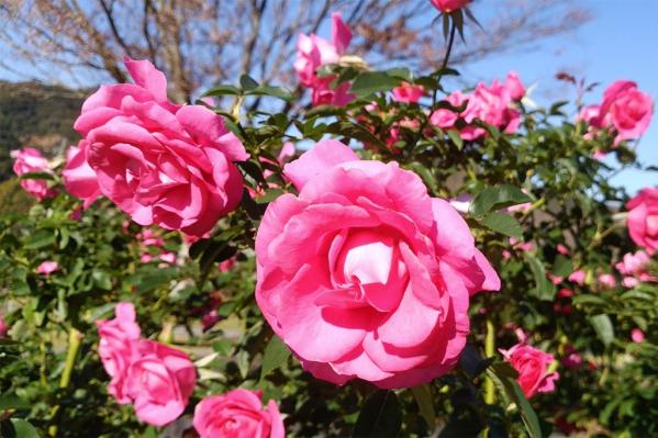 Enjoy the 'Autumn' of Kagoshima | Travel Tips | DISCOVER KAGOSHIMA ...