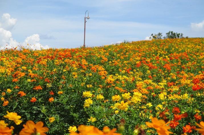 Enjoy the 'Autumn' of Kagoshima | Travel Tips | DISCOVER KAGOSHIMA ...