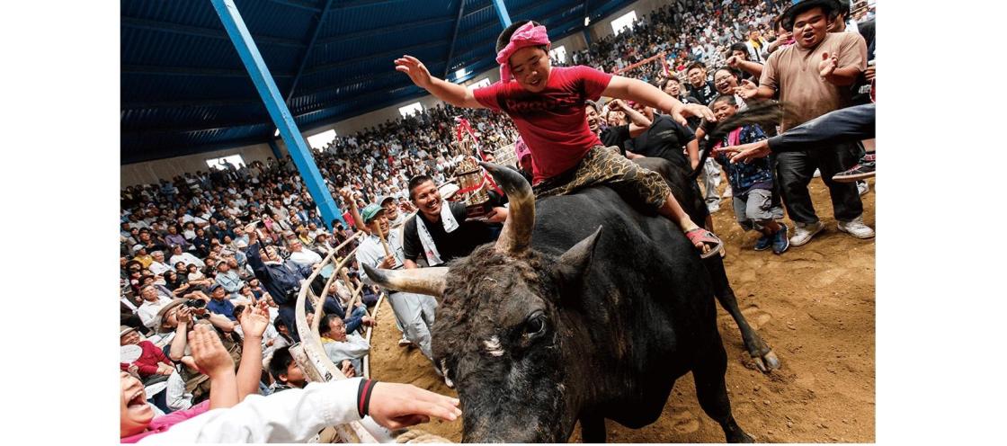 Fired up about bullfights | Travel Tips | DISCOVER KAGOSHIMA｜Official ...