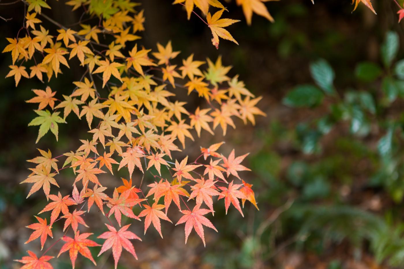 Enjoy the 'Autumn' of Kagoshima | Travel Tips | DISCOVER KAGOSHIMA ...